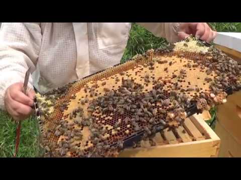 Beekeeping looks like about 40-50lbs on honey to extract so far