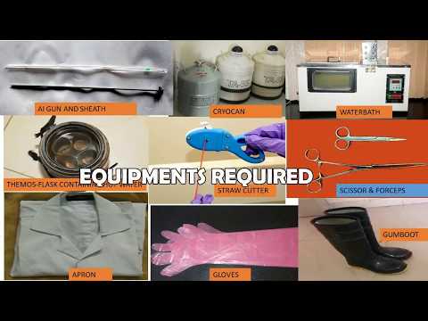 Artificial Insemination in Dairy Animals English