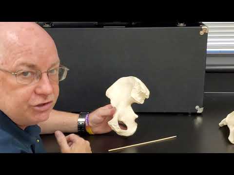 Professor Long 2401 Lab 2.7 Pelvic Girdle and Leg Bones