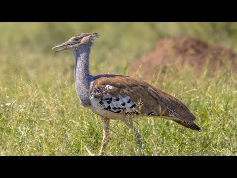 What makes Kori Bustard the largest flying bird?