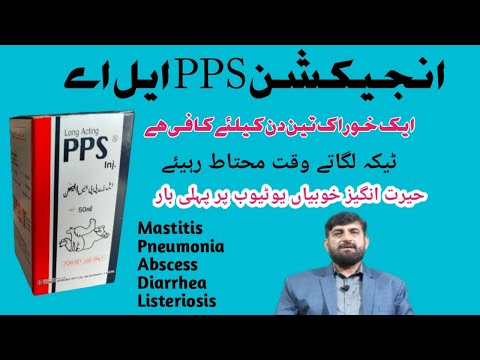 Long Acting PPS Injection | How To Use PPS LA In Cattle Buffalo Sheep And Goats | Strepto-Penicillin