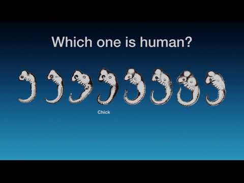 Embryonic development - embryogenesis