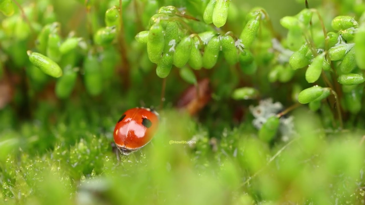 Life of a ladybug on green leaves #life #ladybug #green #leaf #nature #wildlife #forest #bug HA30340