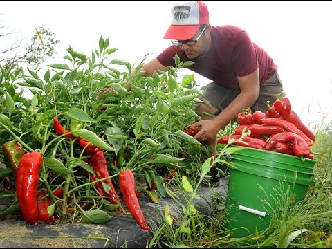 Makin' It in Franklin County: Kitchen Garden Sriracha