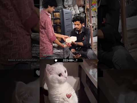 surprise gift ๐#shorts #trolledit #funny #memes #cat #bombastic