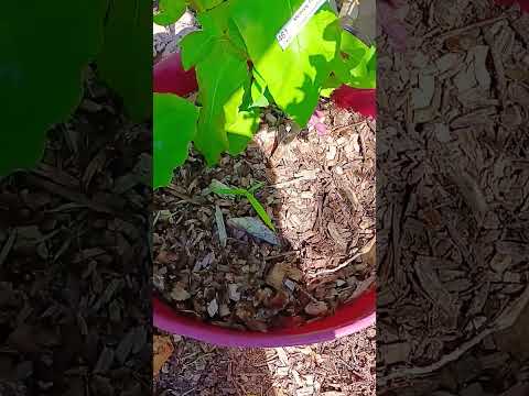 Best Fruit Trees ...Food Forest Nursery.com 10% off