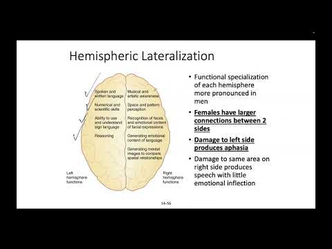 Cerebral Fissures, Hemispheric Lateralization