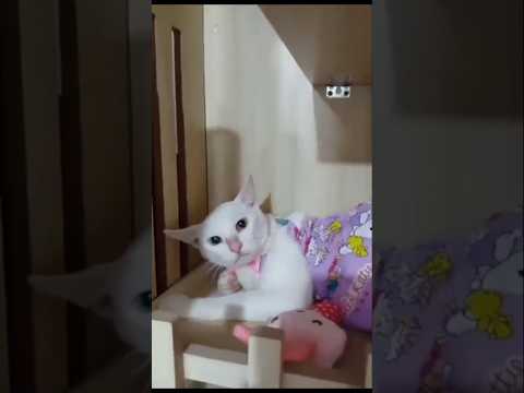 When your cat is just NOT in the mood πΎ