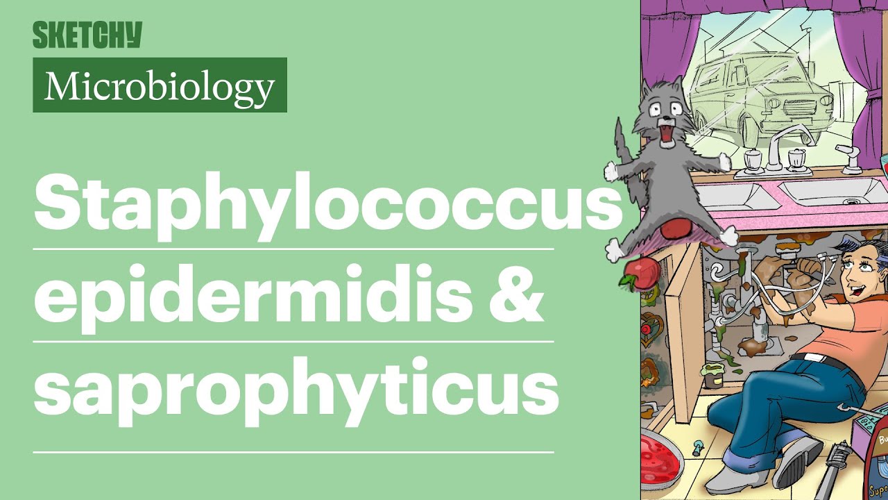 Staphylococcus epidermidis & saprophyticus Lesson (Full Lesson) | Sketchy Medical | USMLE Step 1