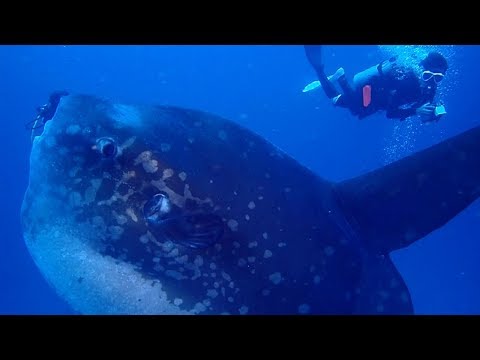Diver swims with gigantic sunfish in Indonesia | Dear Kitty. Some blog