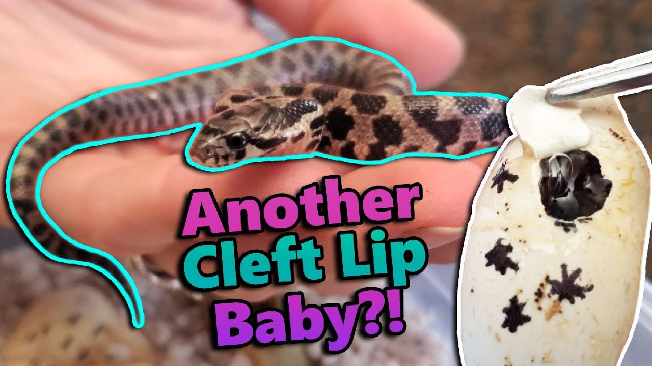 Our Fox Snakes Hatched!!