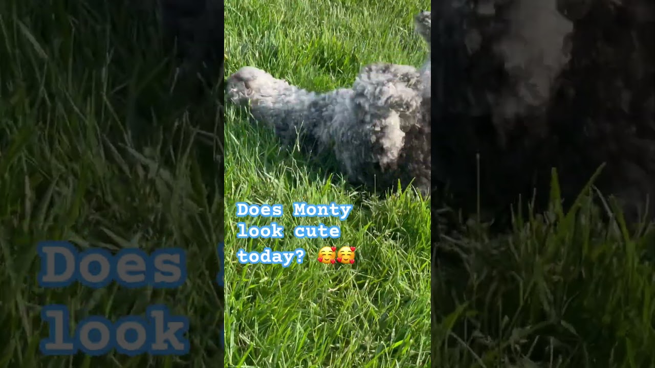 Wait please don’t scroll #dog #puppy #cute #viral #goldendoodle #sunshine #shortsfeed