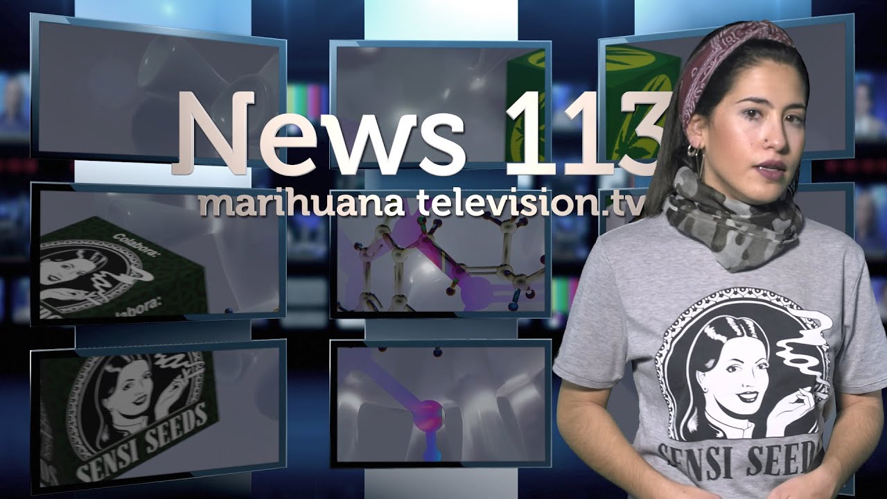 Europa camina hacia la regulación de la MARIHUANA #LeyCannabisYa BREEDERS semillas legales  News 113