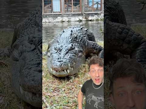 The Saltwater Crocodile is built different