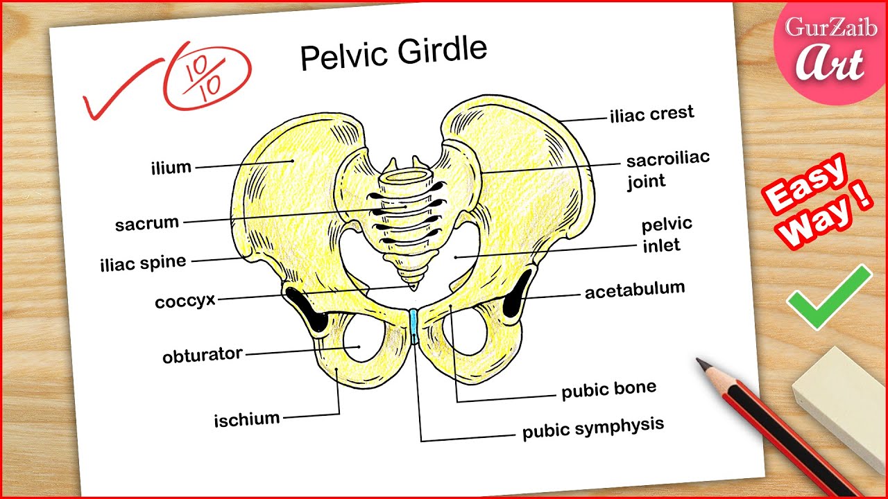 How to Draw Pelvic Girdle Labelled diagram / Pelvis bone drawing easy / CBSE