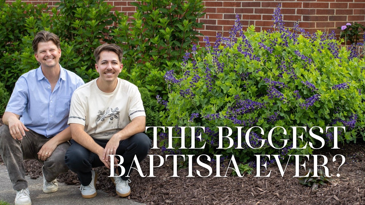 A Fresh Look at an Established Garden | Gardener in Love