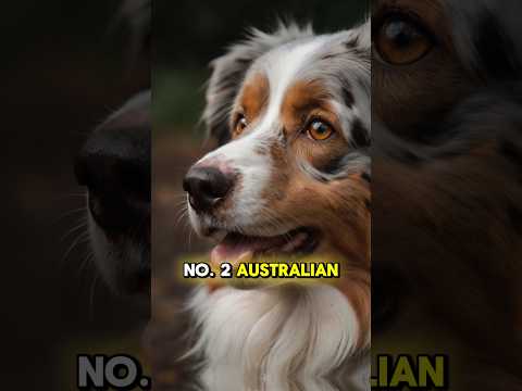 Top 3 herding dog breeds in the world