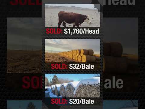 Livestock Auction Results - February 15, 2023