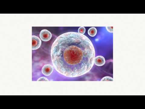 Qu'est-ce qu'une cellule ?
