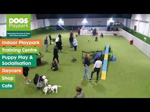 Dogs Fun Playpark