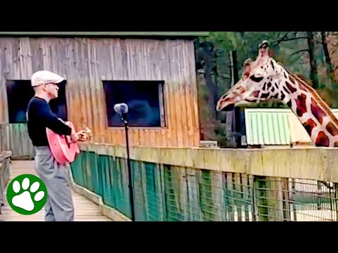 Animals' Heartwarming Response To Man's Singing