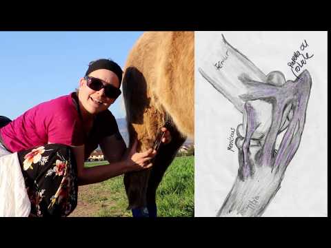 genoux du cheval, fonctionnement, accrochement et exercises