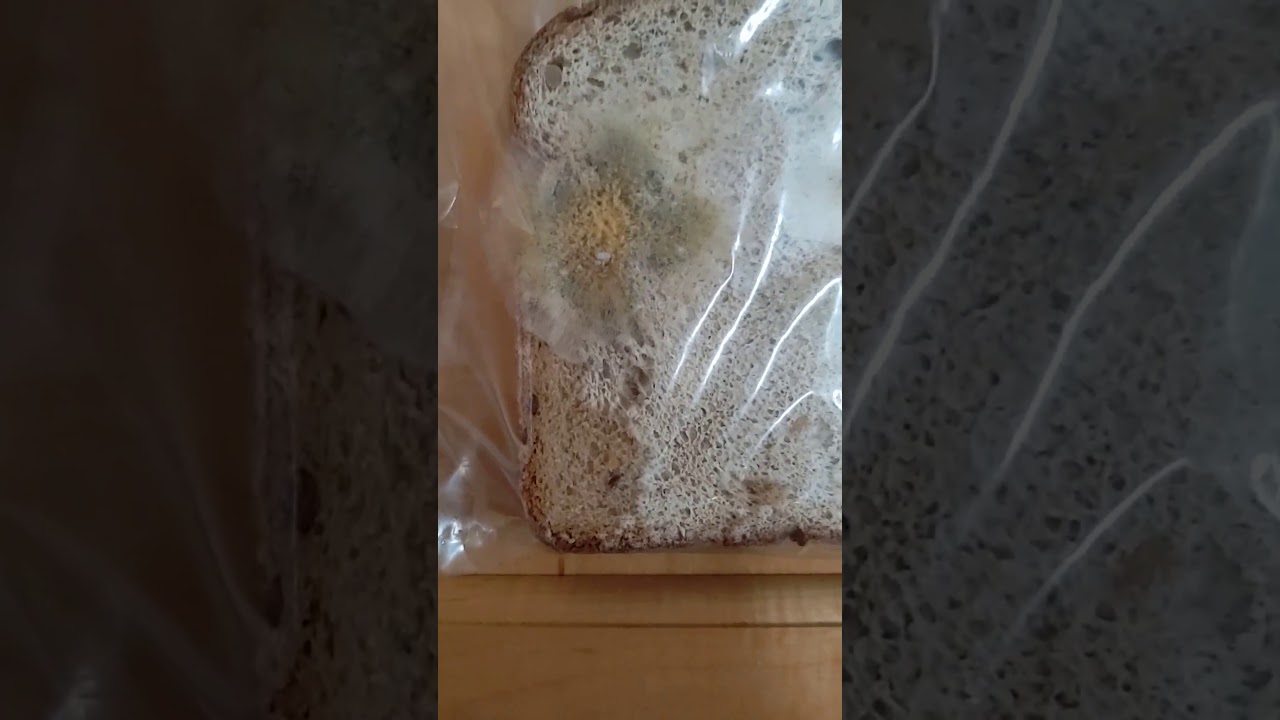 UPDATE: GERMY BREAD EXPERIMENT