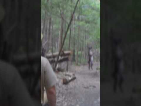 I don't think that's a deer #parkrangers