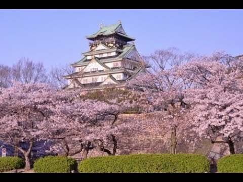 Japanese Cherry Blossoms - 10 facts