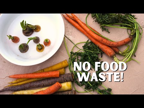 Re-Grow Carrot Tops from Grocery Store Scraps