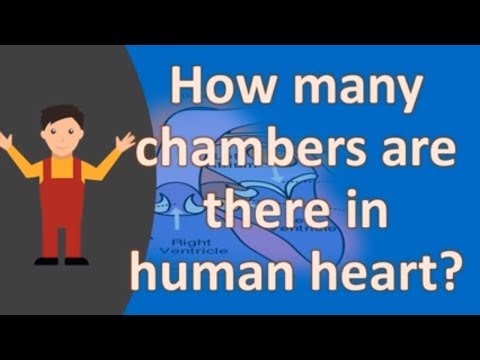 How many chambers are there in human heart ? | Frequent Health FAQS