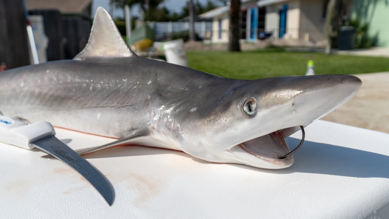 BABY Shark TASTE Test! Catch Clean Cook (Atlantic Sharpnose Shark)