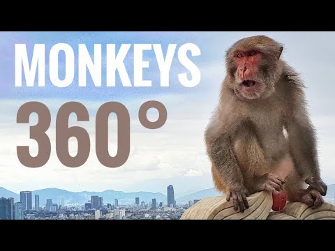 [360° Video] Monkeys Google Cardboard Virtual Reality VR Box Vietnam