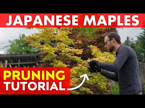 How to PROPERLY PRUNE a Japanese Maple Tree | Acer palmatum 'Katsura'