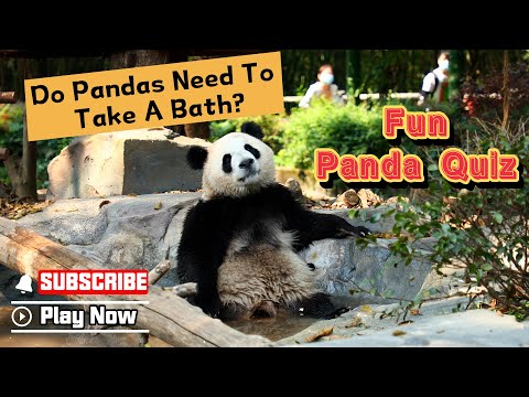 【Fun Panda Quiz】Do Pandas Need To Take A Bath? | iPanda