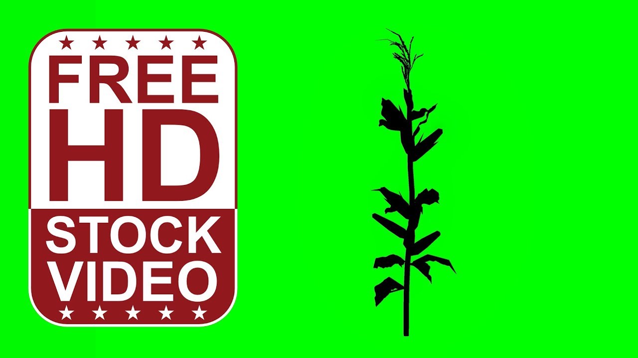Free Stock Videos – animated corn stalk silhouette on green screen with random wind effect