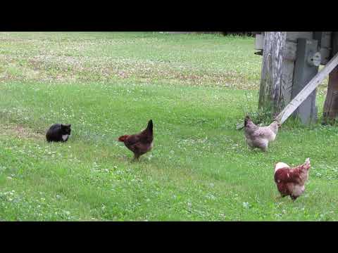 Chickens don’t fear the cat | Susan Manzke