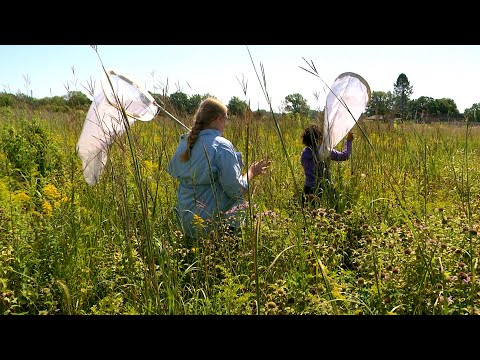 An ISU research project is tracking endangered bees across Iowa
