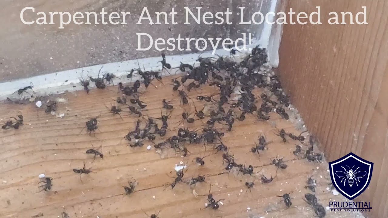 Carpenter Ant Nest Treated and Eradicated!