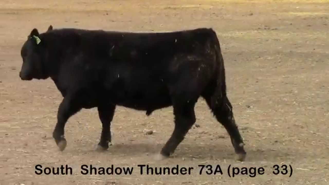 South Shadow Thunder 73A (page 33); Your Choice Black Angus Bull Sale