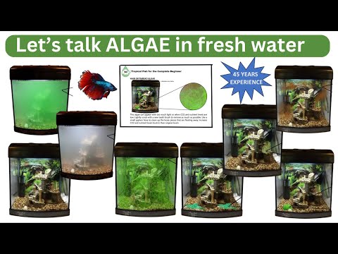 Let's talk Algae (what types , how it's caused and how to remove)