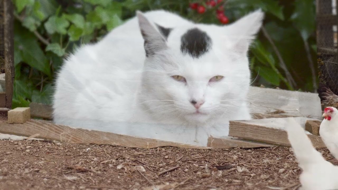 Panchiko - Ginkgo (Official Video)