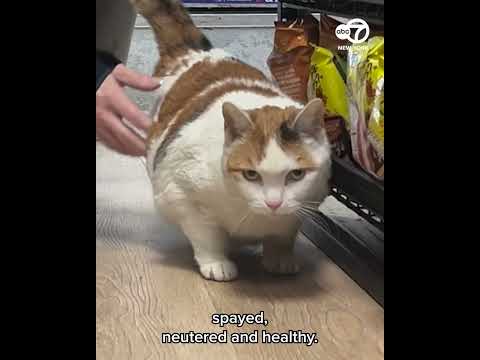 Petition seeks to legalize bodega cats