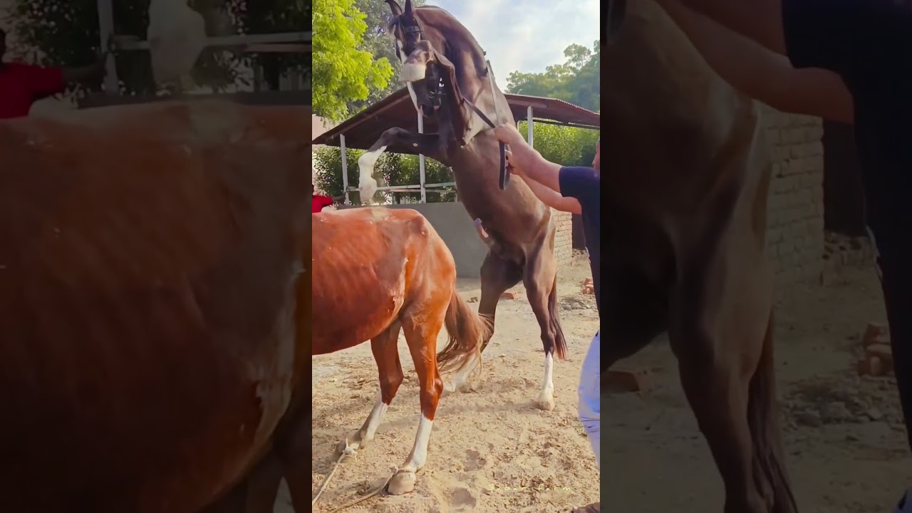 First time mating of colt Yoddha ow. by saba rfarm 9979978503/ 9664968343
