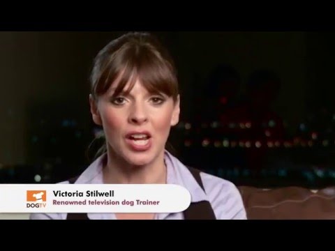 Victoria Stilwell on DOG TV