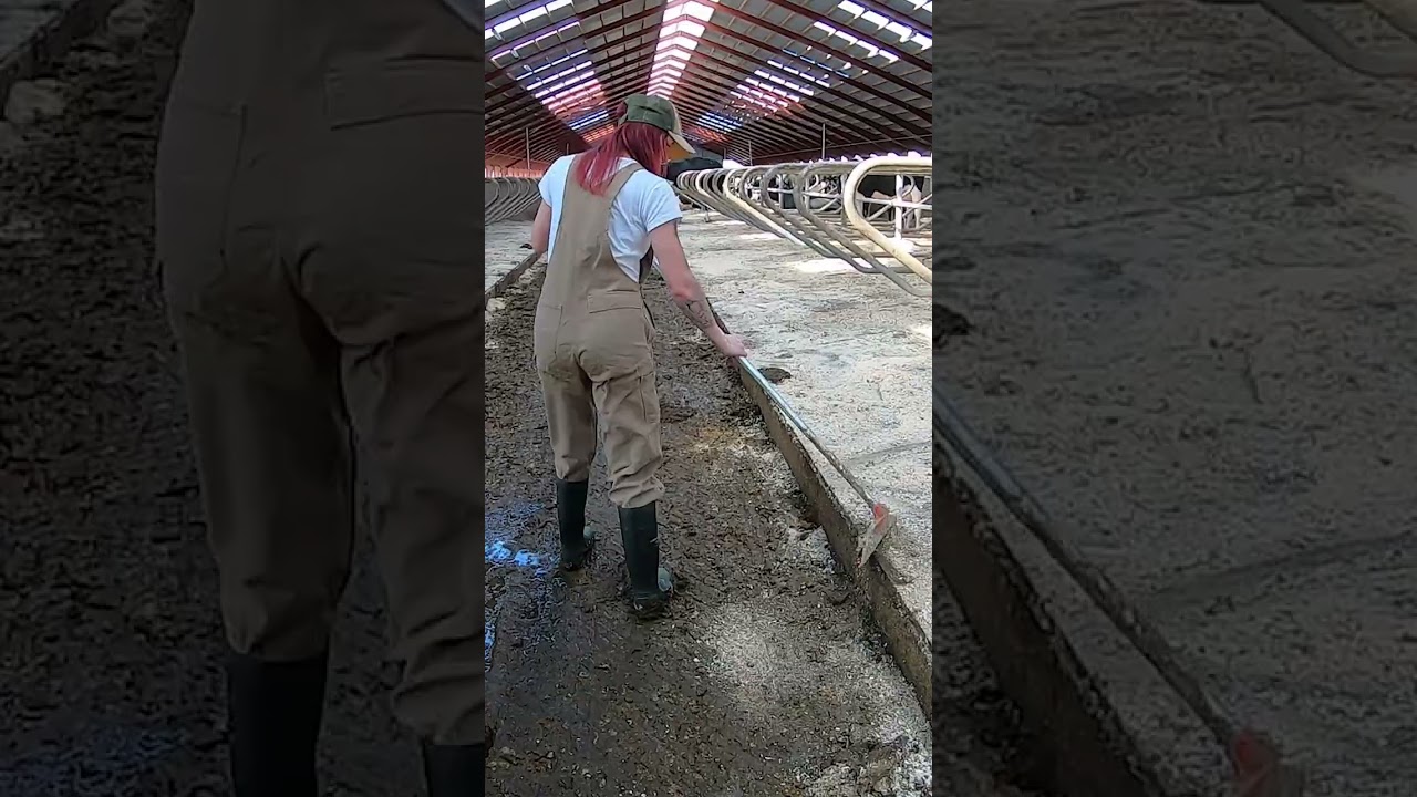 Girl cleans the manure in the stem for the cows #howitworks