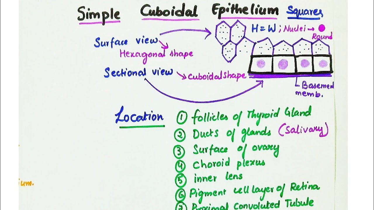 Simple Cuboidal Epithelium | Location | Function