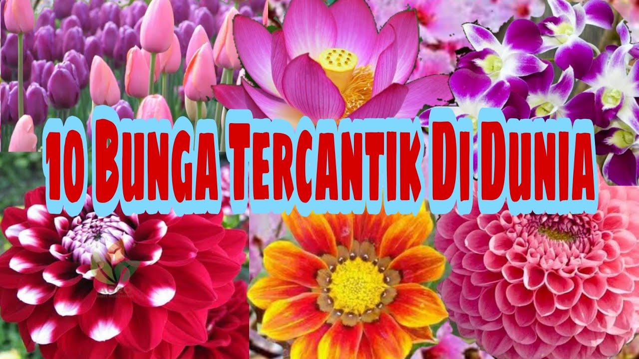 10 Bunga Paling Indah dan Cantik di Dunia