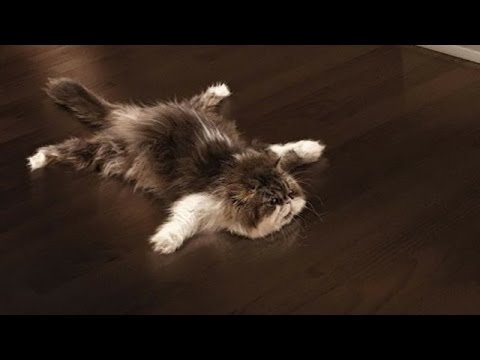 Slip-Sliding Cats – Lee Duigon