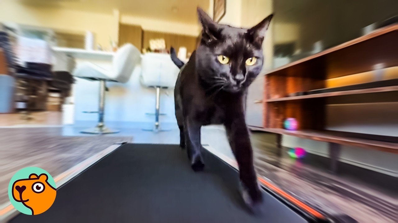 Cat Won't Stop Using His Treadmill No Matter What | Cuddle Buddies